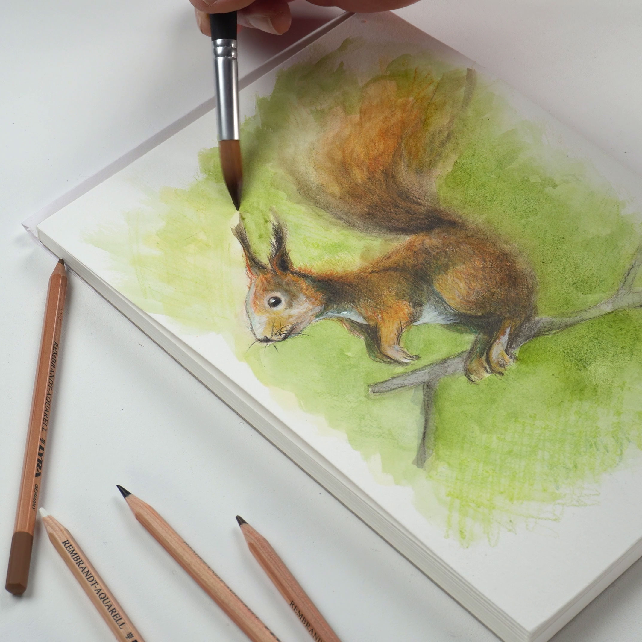 Drawing a Squirrel with Watercolour and Coloured Pencils | Canson®